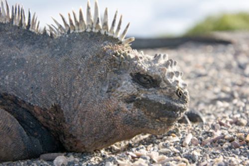 ReadWorks | Award-Winning, EdTech Nonprofit Organization