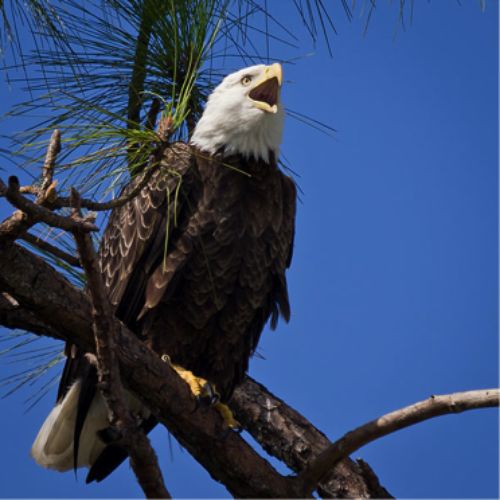 Bald Eagle Worksheet First Grade